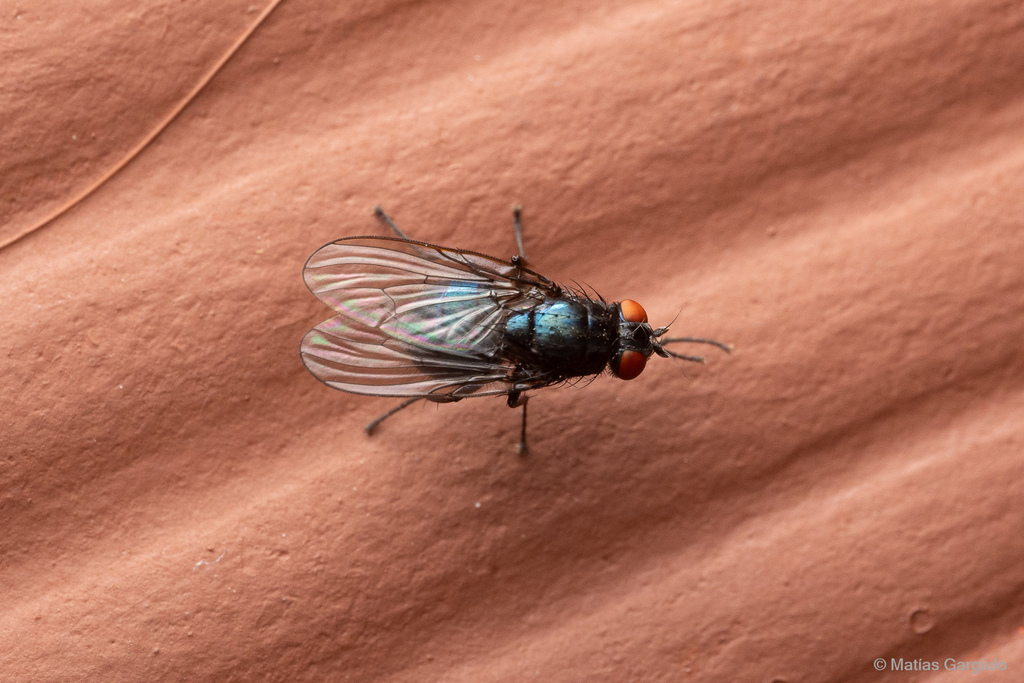 Black Dump Flies in February 2024 by MatiasG · iNaturalist