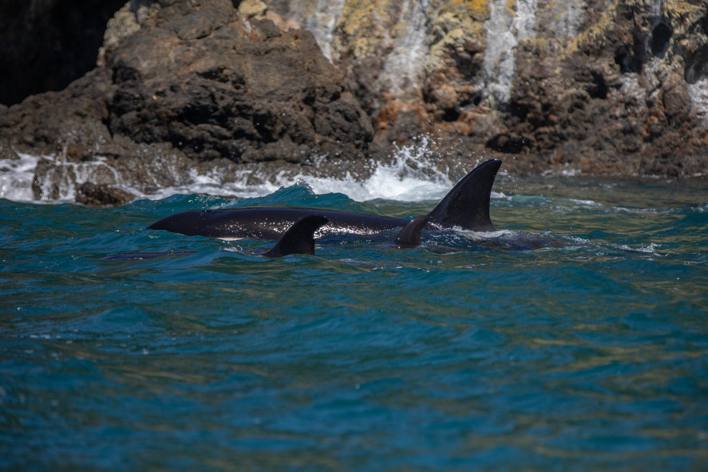 Orca from Auckland, New Zealand on February 13, 2024 at 12:26 PM by ...