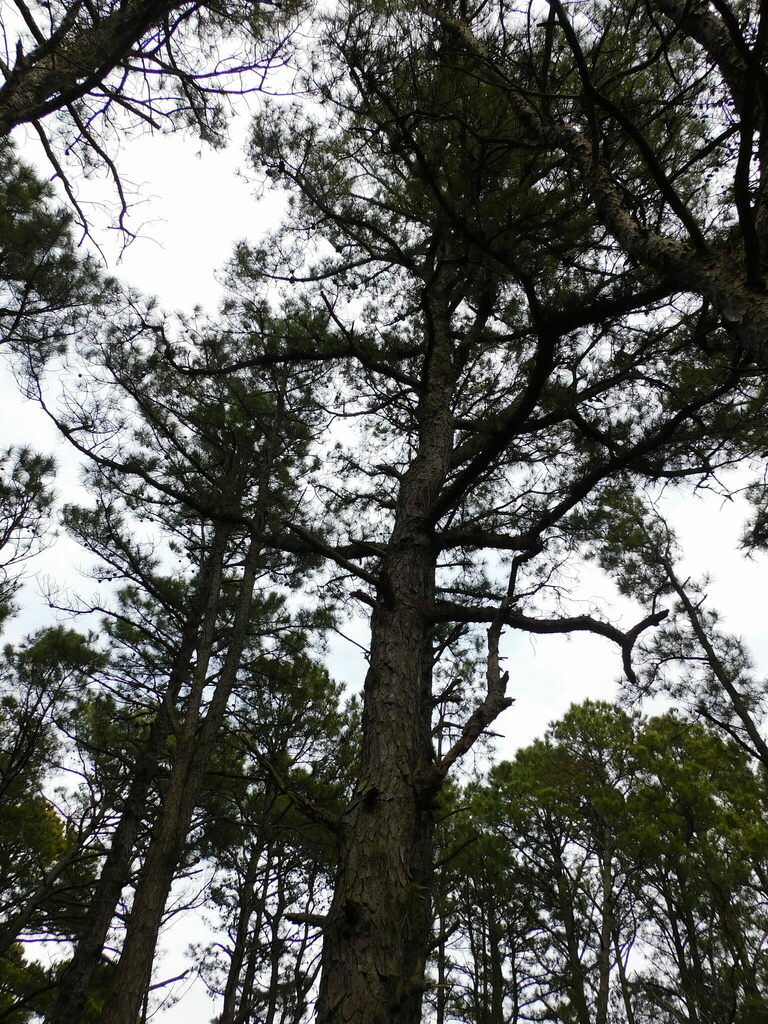 pond pine from Sussex County, DE, USA on February 10, 2024 at 04:57 PM ...