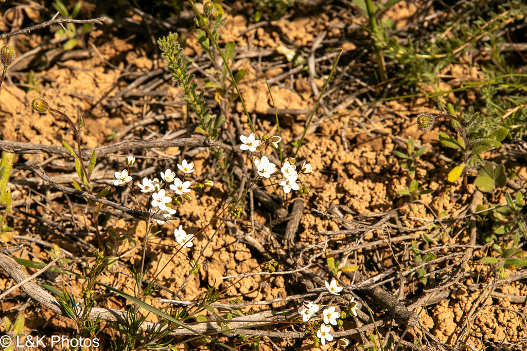 Gilded Spookasem from Namakwa District Municipality, South Africa on ...
