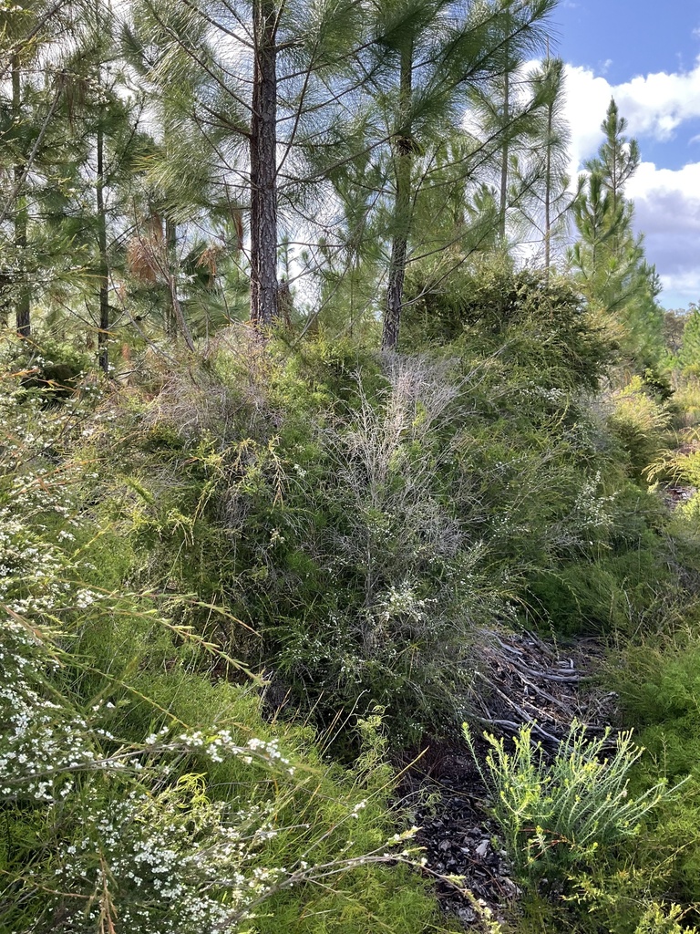 Tea Trees from Tuan Forest, QLD, AU on February 12, 2024 at 04:11 PM by Max Tweddell · iNaturalist