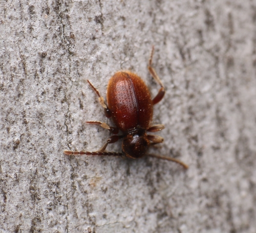 Ptinus egenus · iNaturalist
