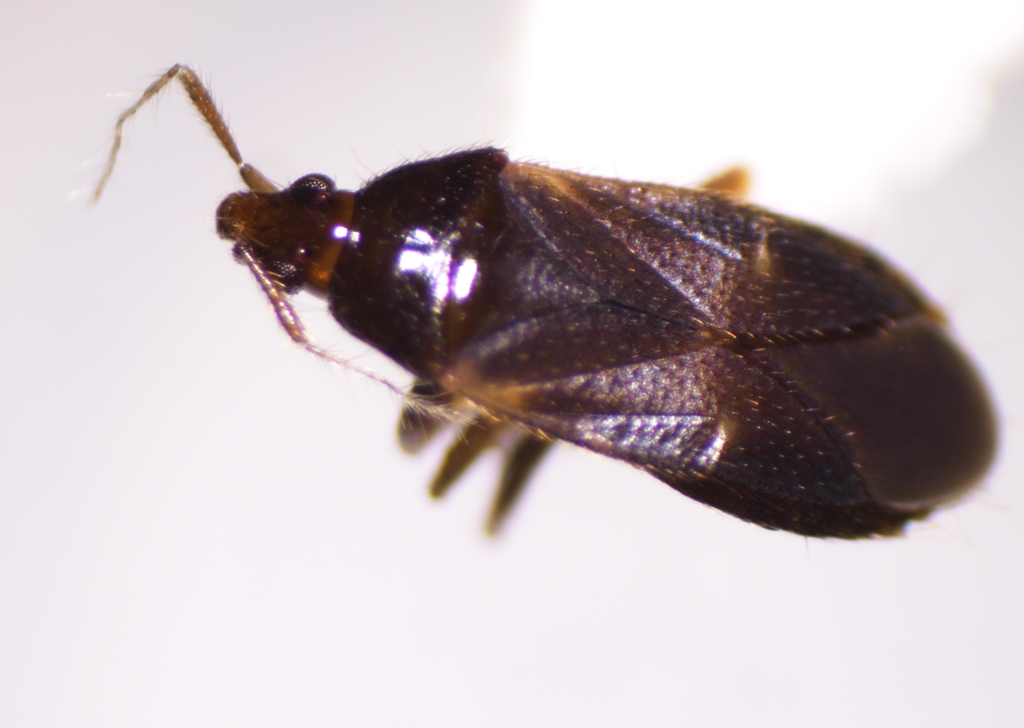 True Bugs from Kavera Tapere, Arorangi District, Cook Islands on ...