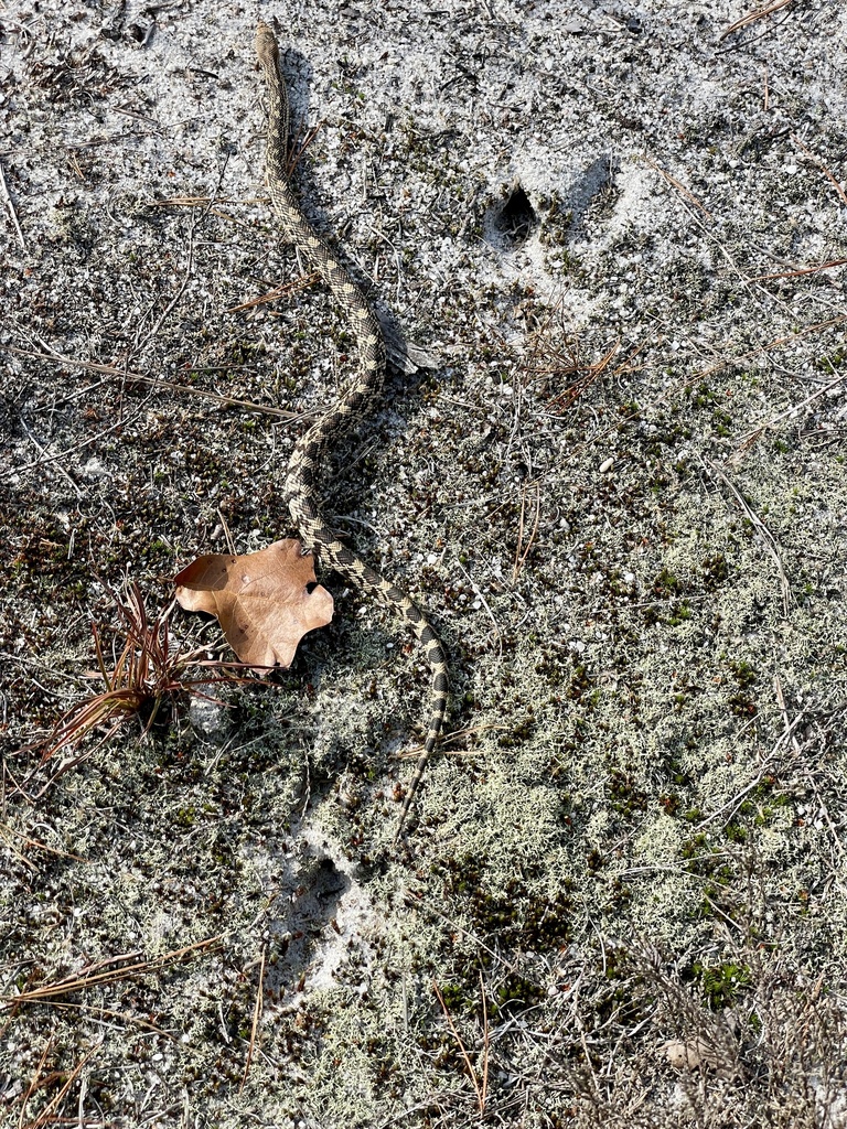 Northern Pine Snake in November 2021 by Budd · iNaturalist