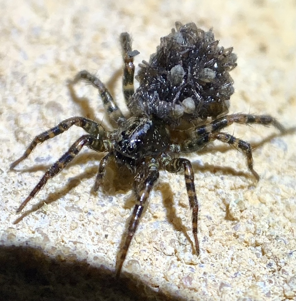 Small Striped Wolf Spiders from Brumby St, Cherry Gardens, SA, AU on ...