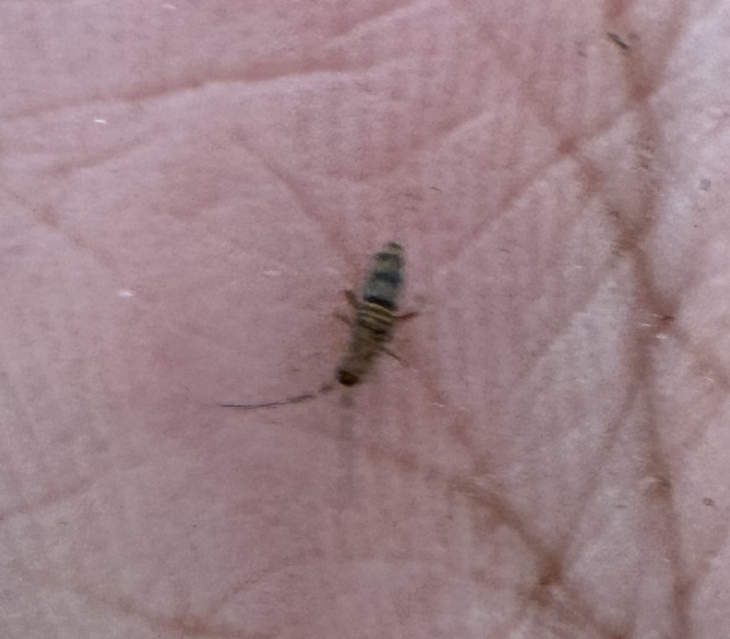 Homidia sauteri from Holly Springs Rd, Cary, NC, US on February 13 ...