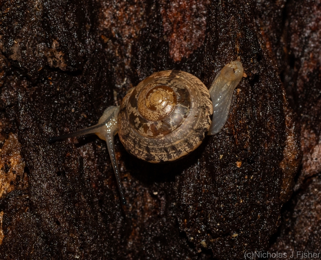 Pink Glass-snail from Tamborine Mountain QLD 4272, Australia on January 28, 2024 at 06:37 PM by ...