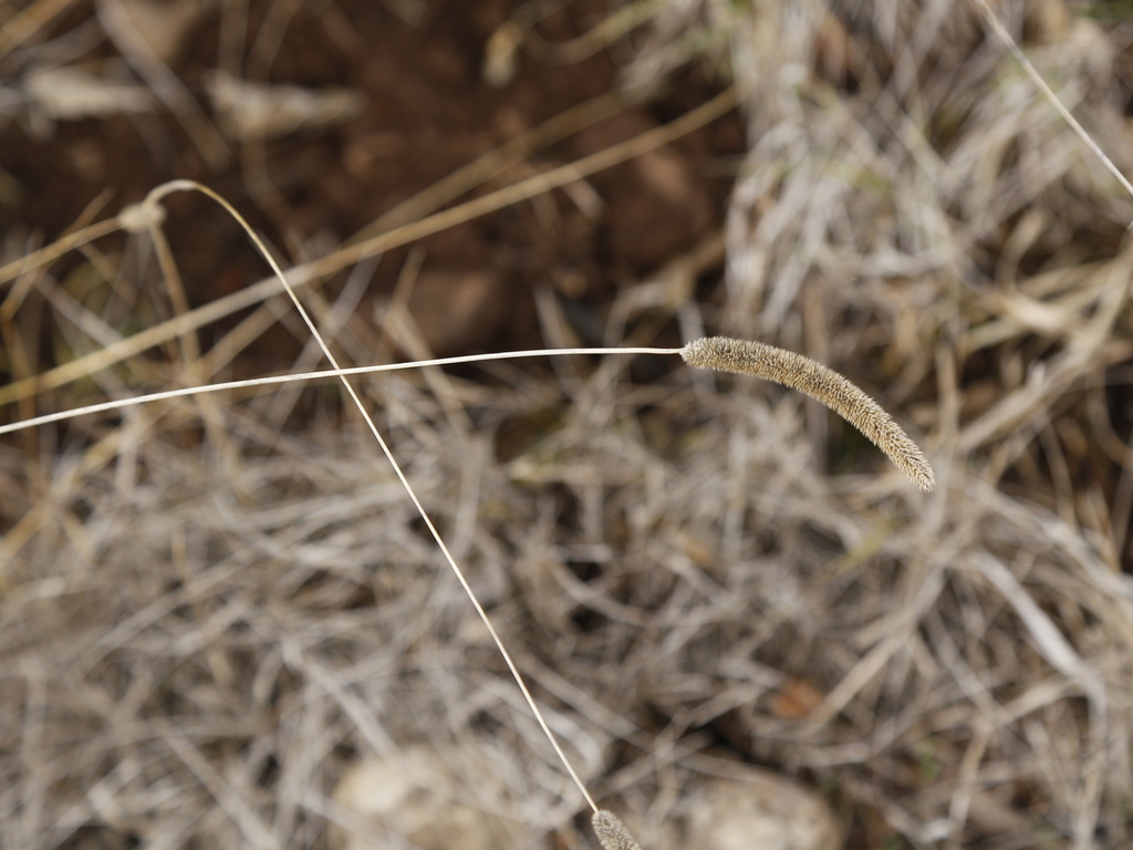 harding grass from Tuili, Sud Sardegna, Italia on November 3, 2023 at ...