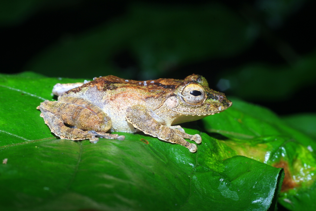 Chasen's Frilled Tree Frog from Taman Nasional Tanjung Puting, Tlk ...