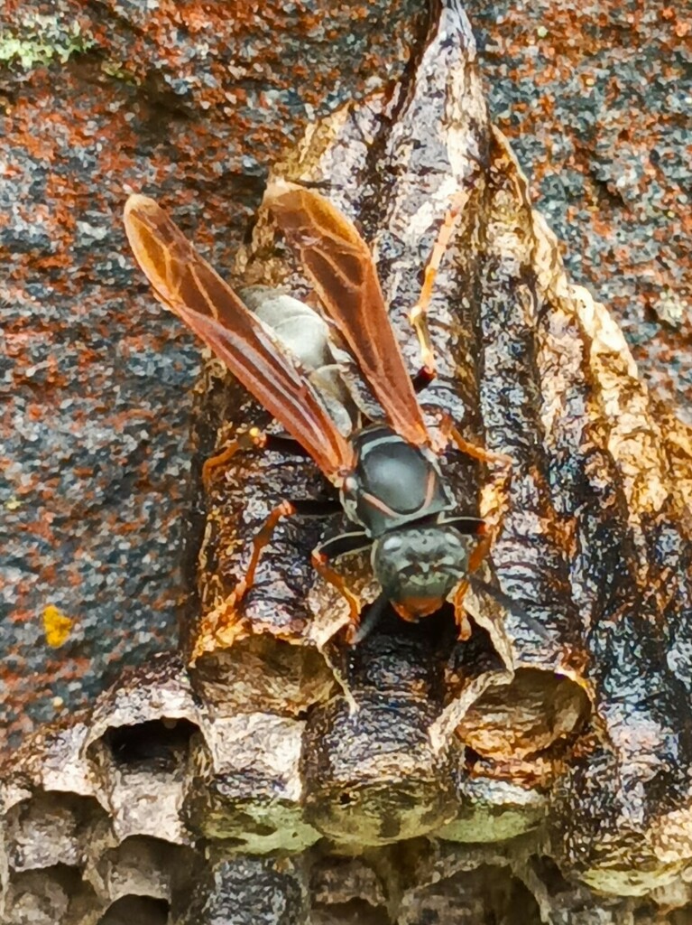 Typical Paper Wasps from Ibarra, Ecuador on February 12, 2024 at 11:36 ...