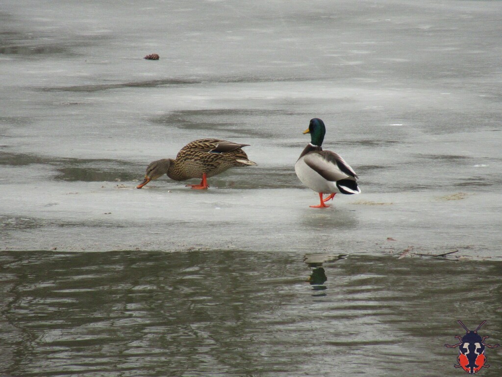 Mallard from Unionville, Markham, ON L3R, Canada on January 31, 2024 at ...