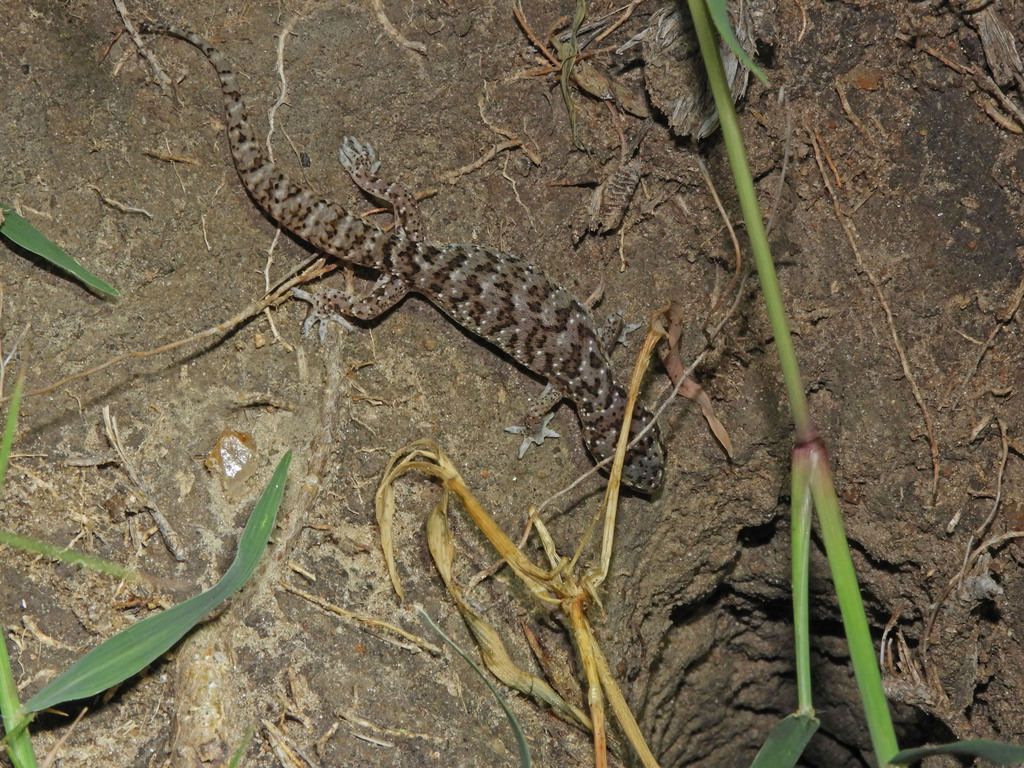 Geckos from Maanzoni Wildlife Estate, Machakos County, Kenya on ...