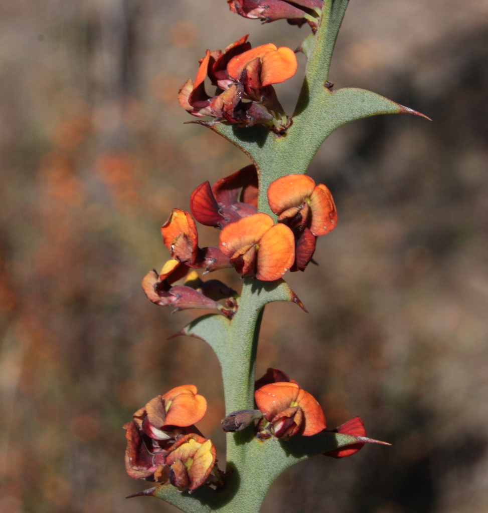 Prickly Bitter-pea from Wellstead WA 6328, Australia on August 28, 2017 ...