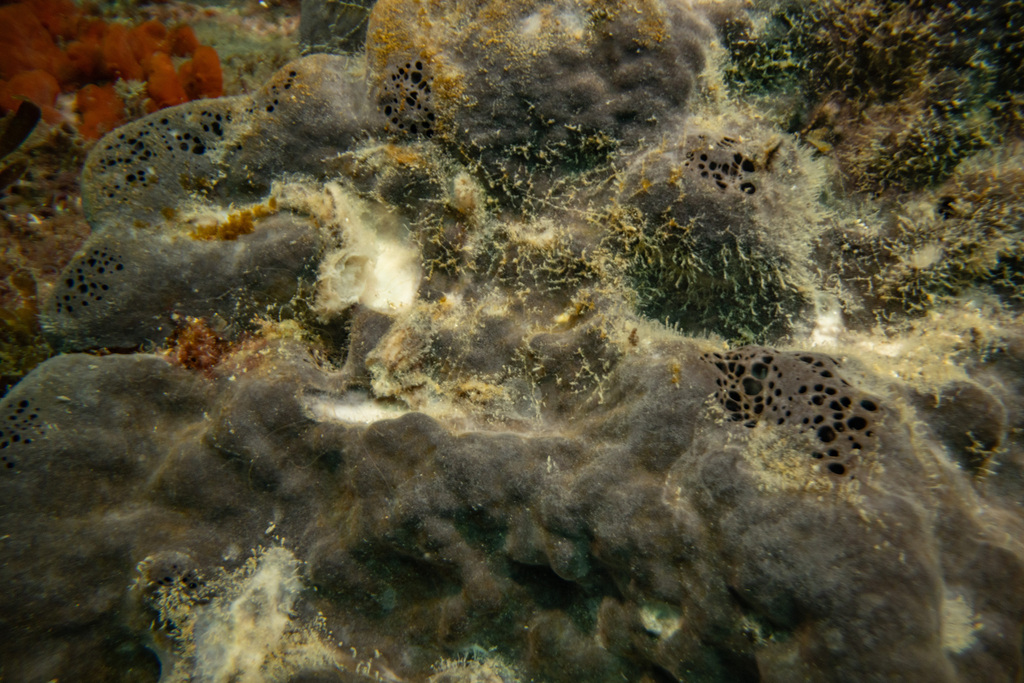 Grey Massive Sponge from Auckland, New Zealand on February 13, 2024 at ...