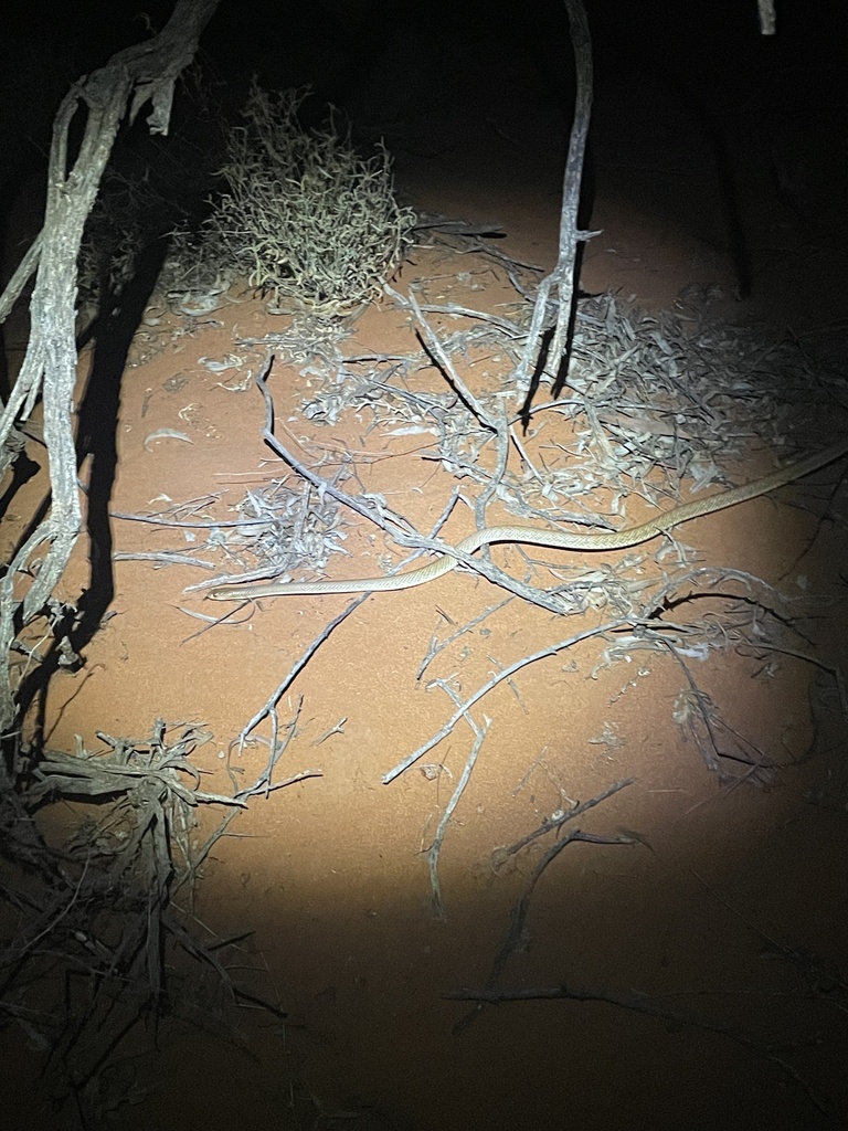 Western Brown Snake from Olympic Dam, SA, AU on February 13, 2024 at 11 ...