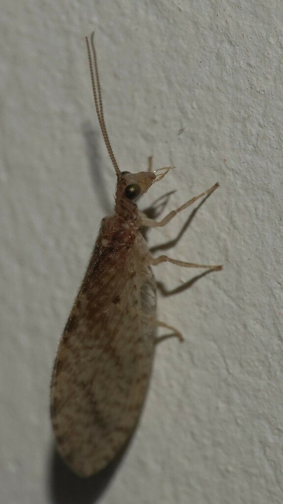 Micromus timidus from Birdsong Kankavali on January 26, 2024 at 10:17 ...