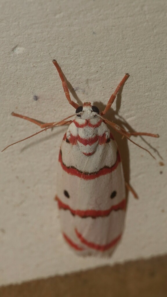 Cyana peregrina from Birdsong Kankavali on January 28, 2024 at 08:40 PM ...