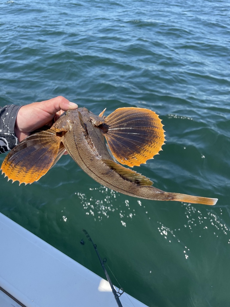 Striped Searobin from Entrance Channel, Jamestown, RI, US on July 3 ...