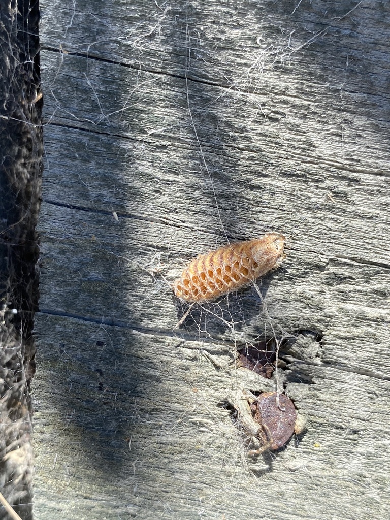 New Zealand Mantis from South Island/Te Waipounamu, Springston ...