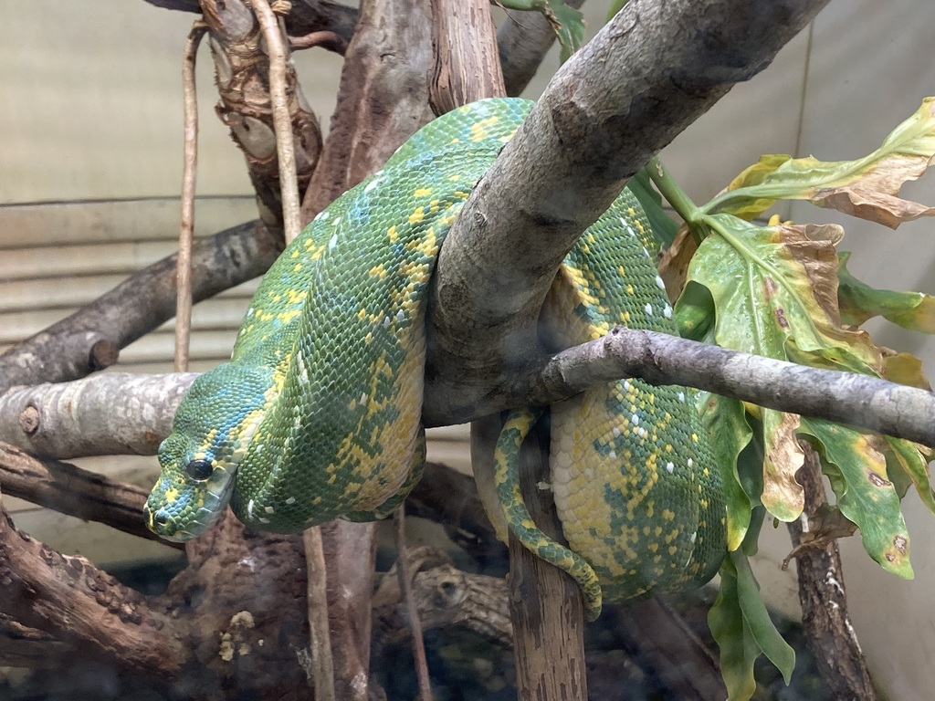 Green Python from Northwest Washington, Washington, DC, USA on February ...