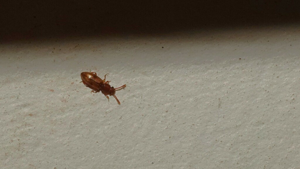 Monanus concinnulus from Birdsong Kankavali on January 27, 2024 at 06: ...