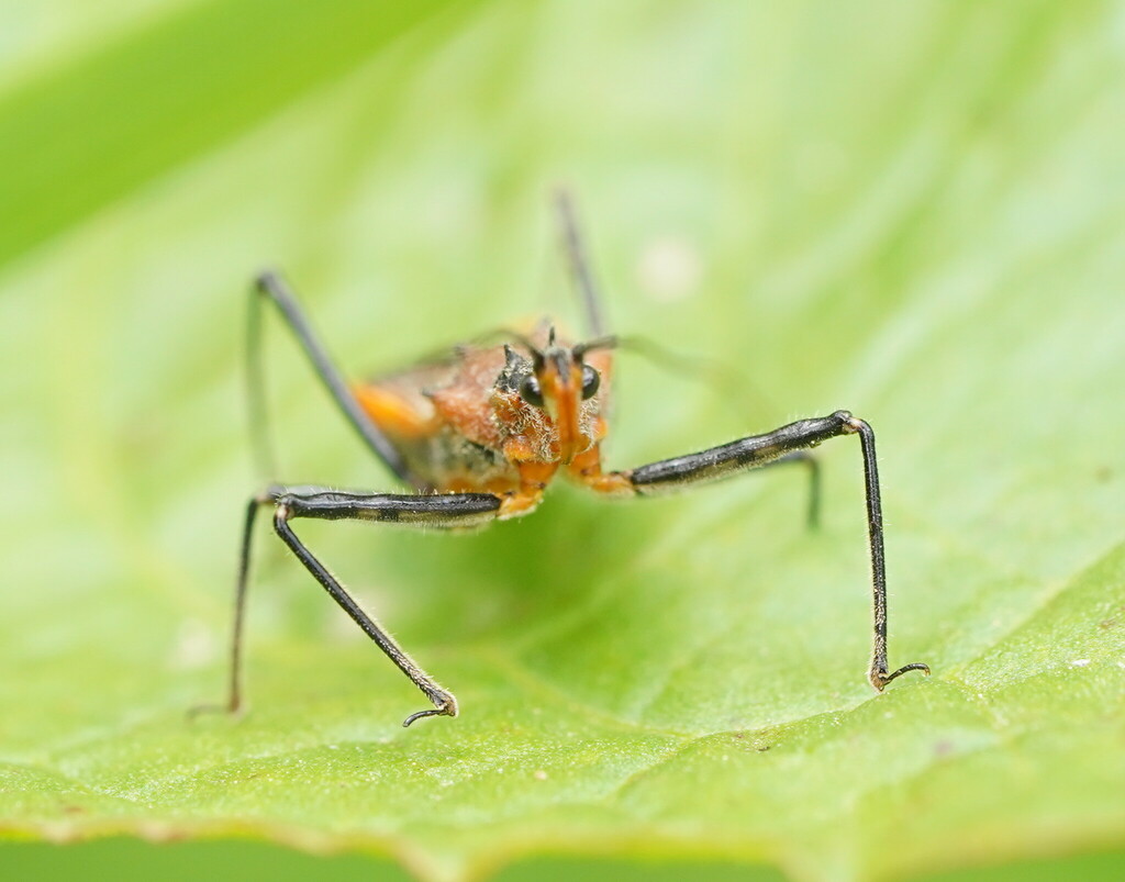 Orange Assassin Bug from Belgrave Heights VIC 3160, Australia on ...