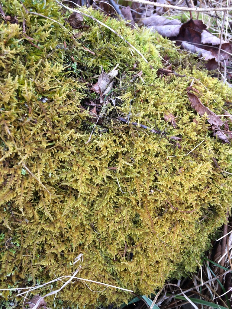 brocade moss from 905 Cole Harbour Rd, Dartmouth, NS, CA on April 17 ...