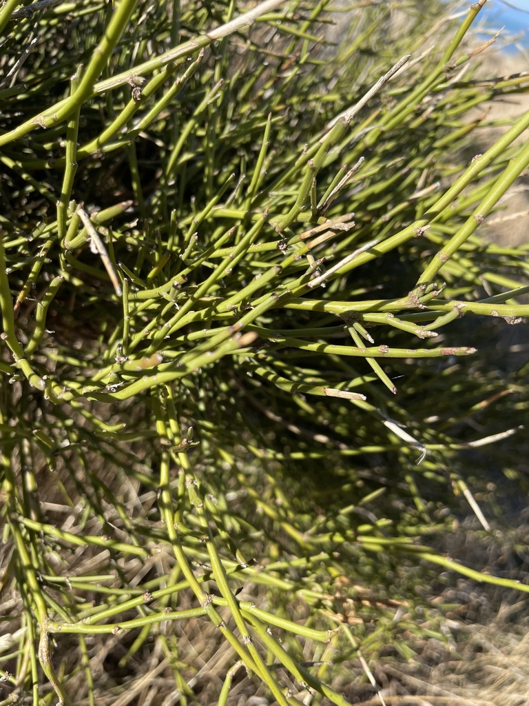 New Zealand common broom from South Island/Te Waipounamu, Little River ...