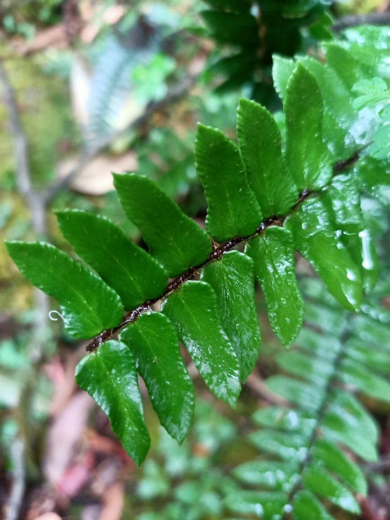 Sickle Fern from Warburton VIC 3799, Australia on February 14, 2024 at ...