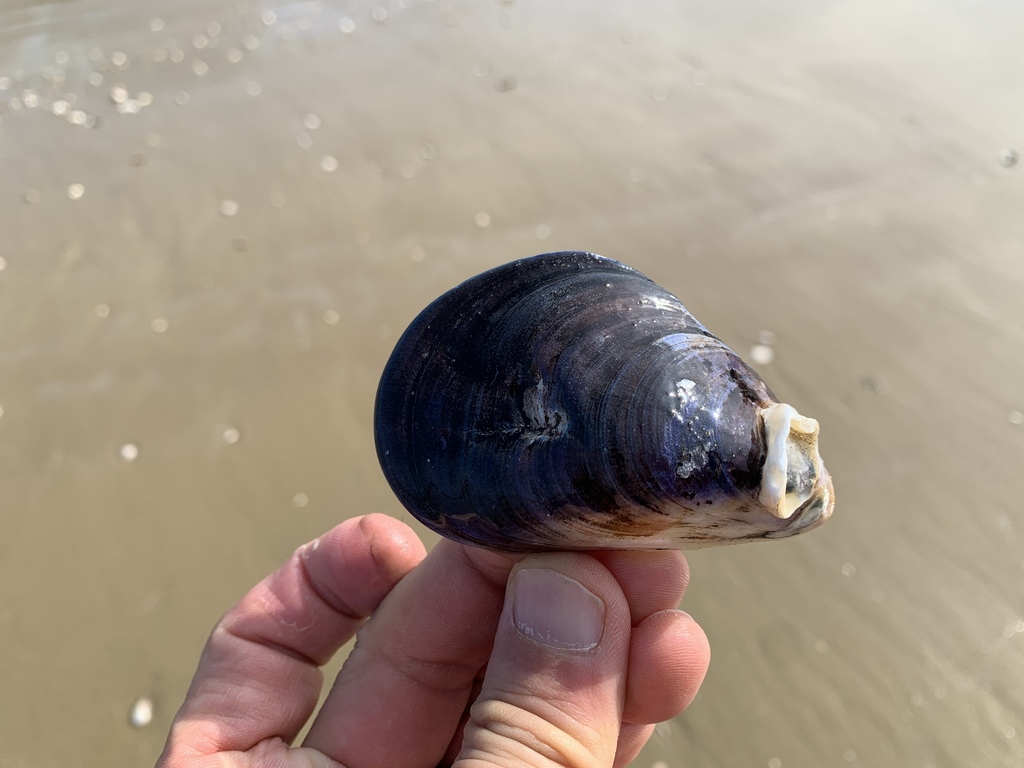 Mediterranean Mussel (China Cove Organisms) · iNaturalist
