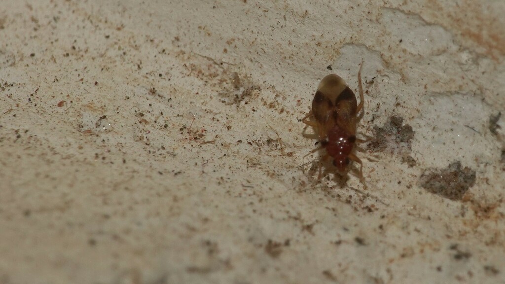 Cardiastethus affinis from Birdsong Kankavali on January 26, 2024 at 09 ...