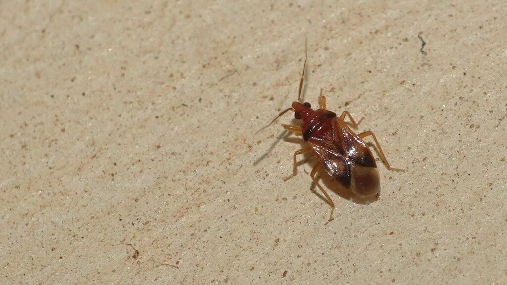 Cardiastethus exiguus from Birdsong Kankavali on January 27, 2024 at 07 ...