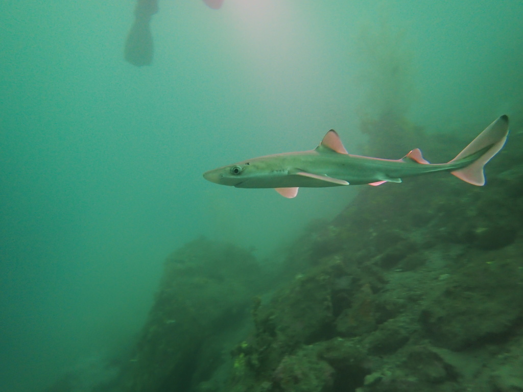 Spurdogs (Squalus) - Marine Life Identification