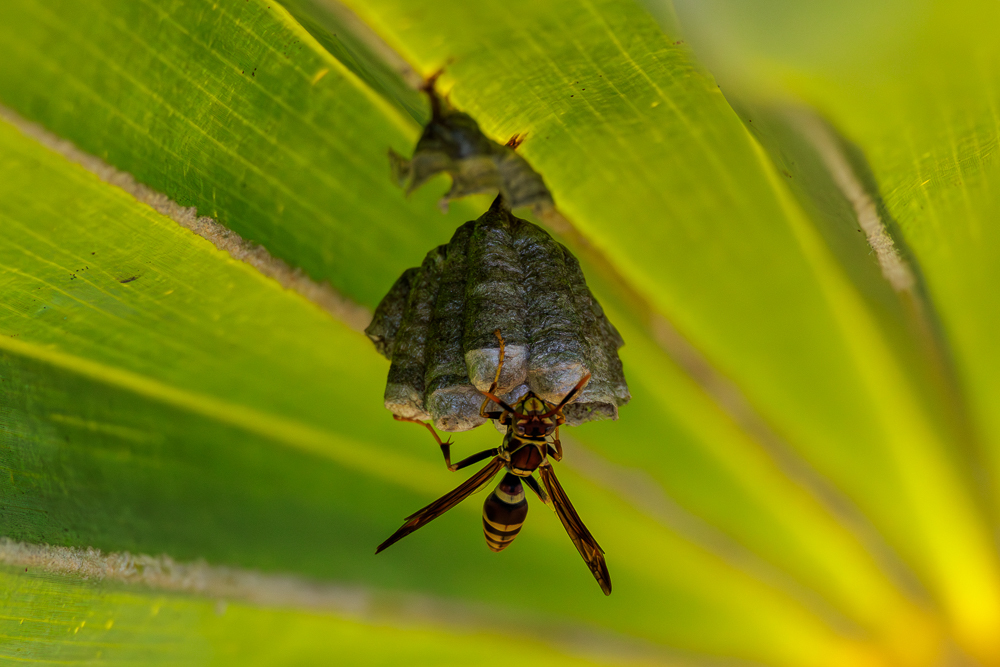 Guinea Paper Wasp from Kaloko-Honokohau National Historical Park ...