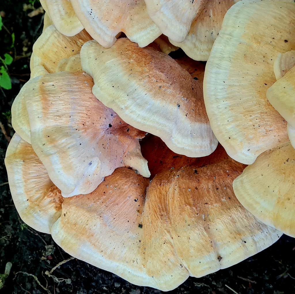 Giant Polypore from Riccarton, Daffodil Woodland, Christchurch Central ...