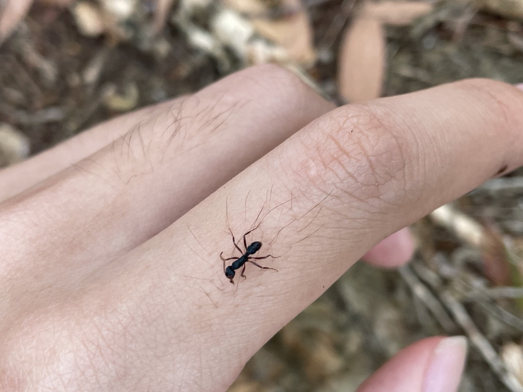 Pony Ants from Centennial Park, Centennial Park, NSW, AU on February 14 ...