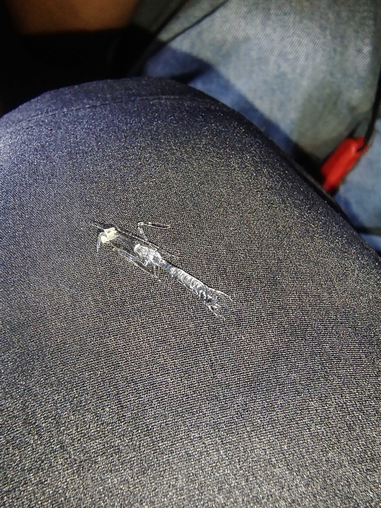 Squillid Mantis Shrimps from Zhoushan, CN-ZJ, CN on July 15, 2022 at 09 ...