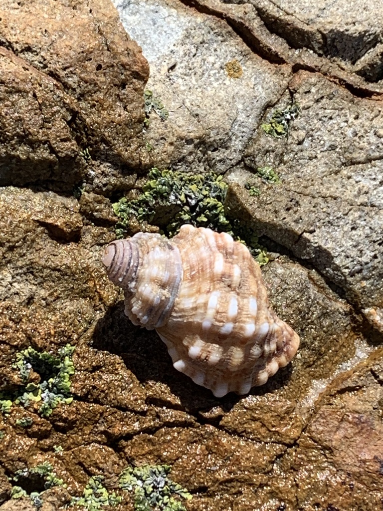Spengler's Trumpet Snail from Yuraygir National Park, Minnie Water, NSW ...