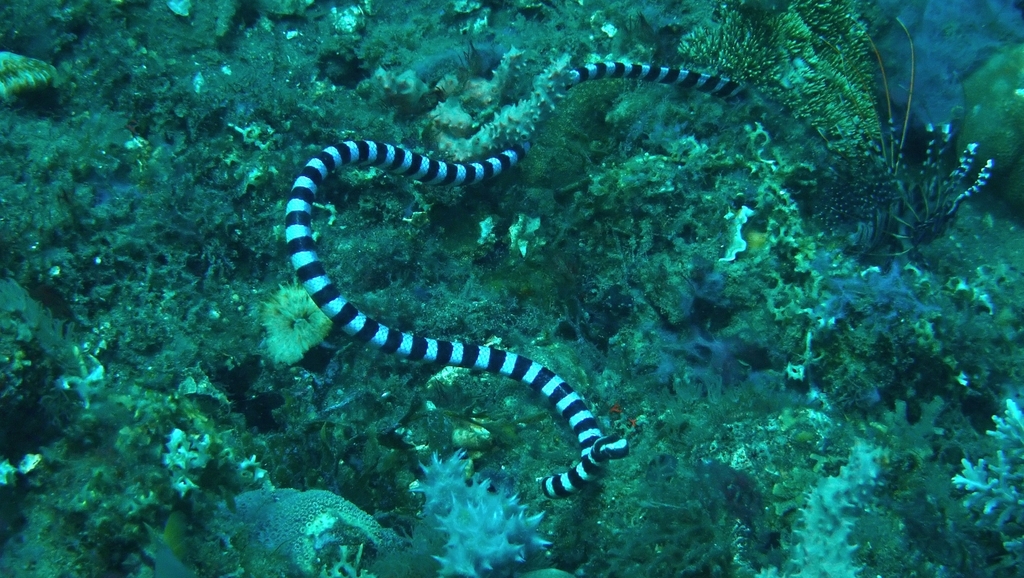 Blue-lipped Sea Krait from Dauin on February 14, 2024 at 01:11 PM by ...