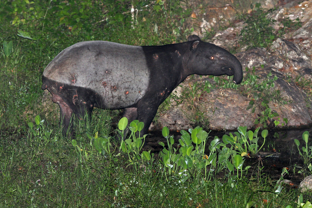 Malayan Tapir (Tapirus indicus) - Know Your Mammals