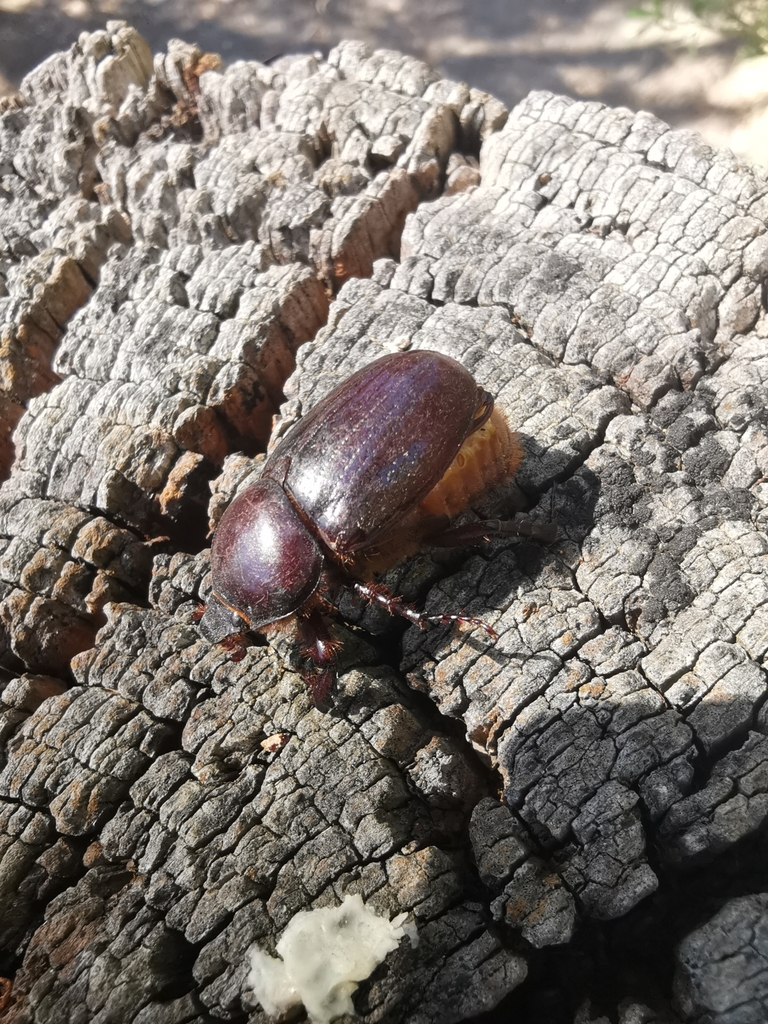 Scarabs from St Andrews VIC 3761, Australia on February 13, 2024 at 12: ...