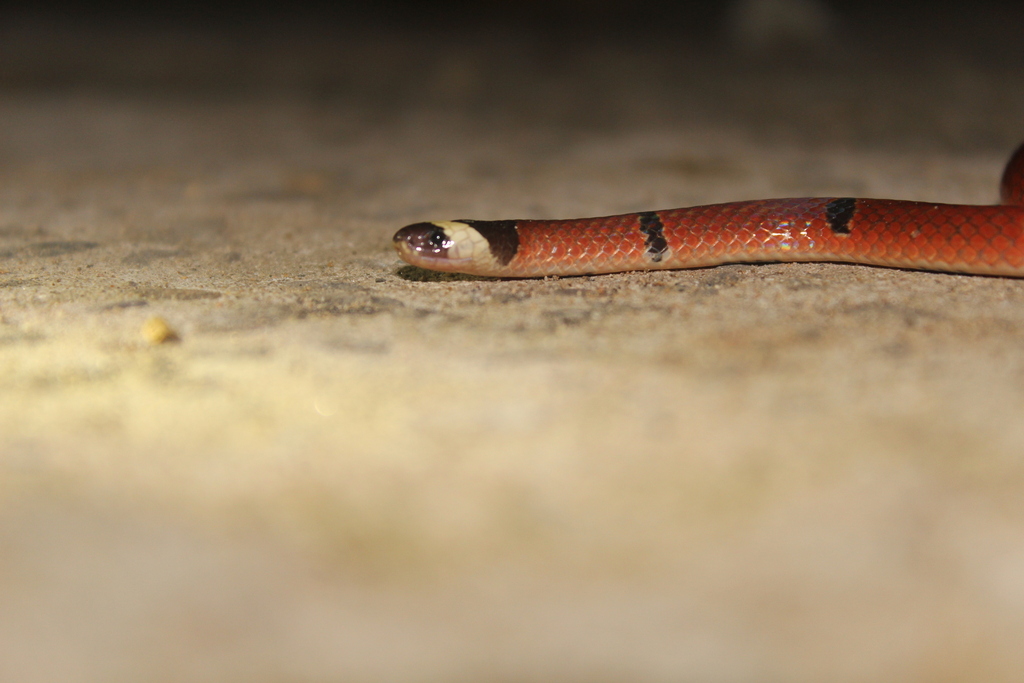 MacClelland’s Coral Snake from Digboi, Assam 786171, India on September ...