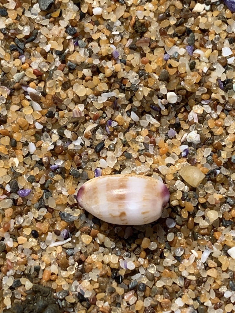 small-toothed cowrie from Minnie Water, NSW, AU on February 14, 2024 at ...