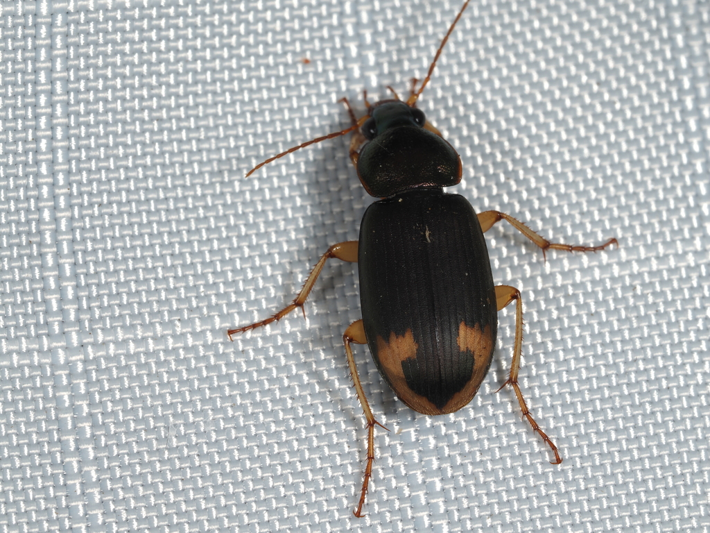 Chlaenius hamifer from Wooli NSW 2462, Australia on February 12, 2024 ...