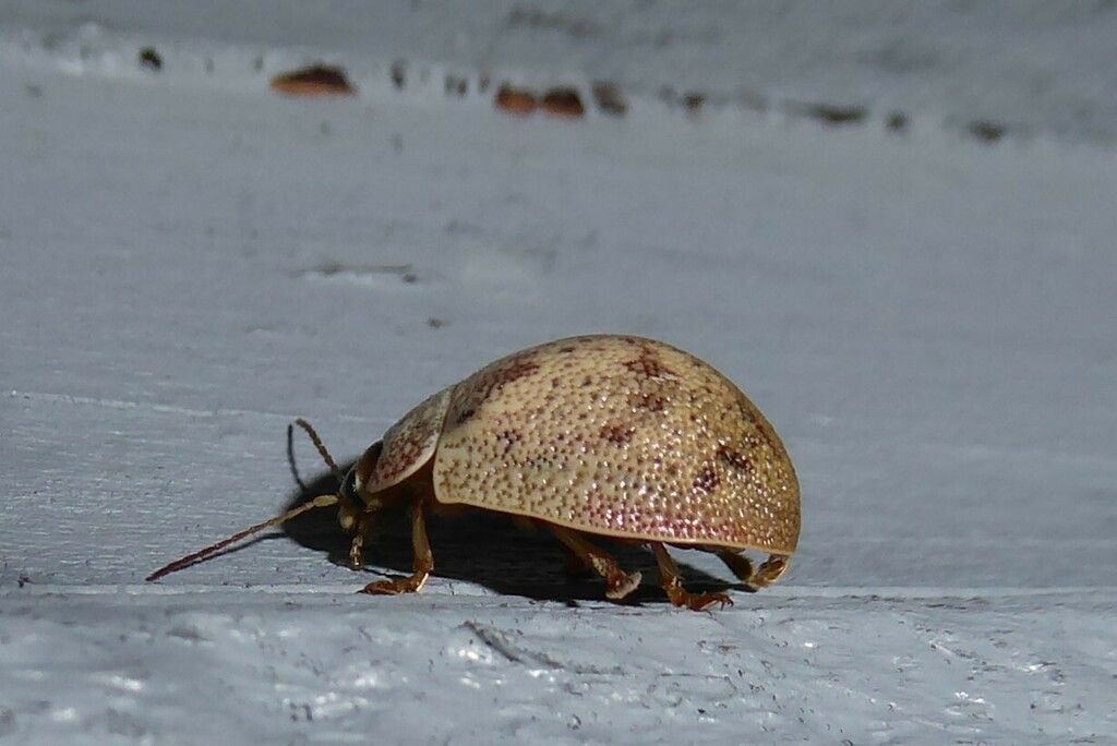 Eucalyptus Tortoise Beetle from Waikouaiti, New Zealand on February 5 ...