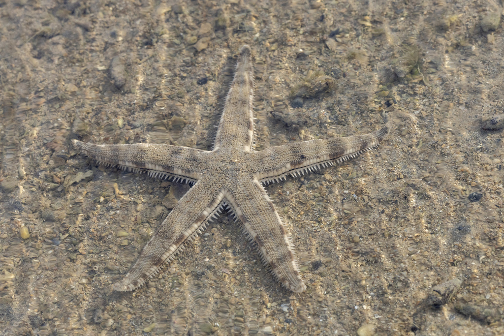 Indo-Pacific Sand Star from Southern Islands, Singapore on February 12 ...