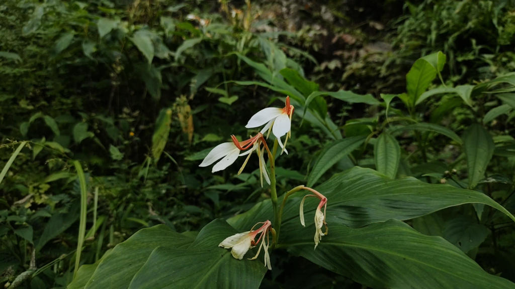 Spiked Ginger Lily from Jungle Lore Birding Lodge, Pangot, Via, Village ...