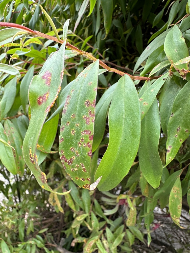 Myrtle Rust from Warburton Highway, Yarra Junction, VIC, AU on January ...