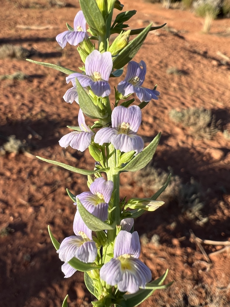 Bluerod from Glendambo, SA, AU on February 14, 2024 at 07:16 PM by ...