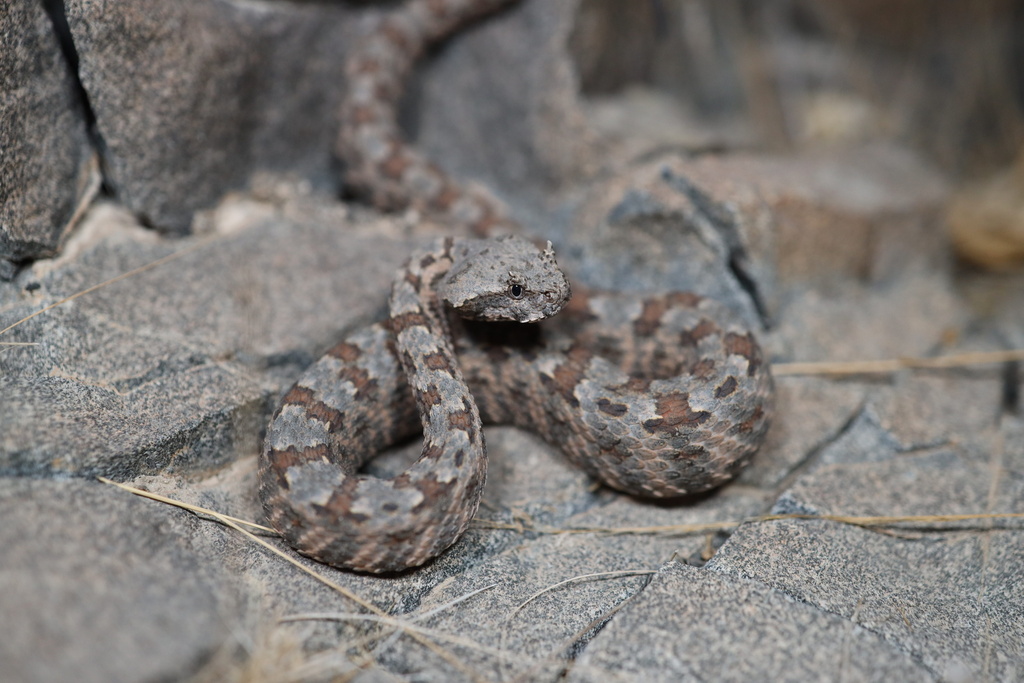 Persian Horned Viper in September 2023 by John W Eagleton · iNaturalist